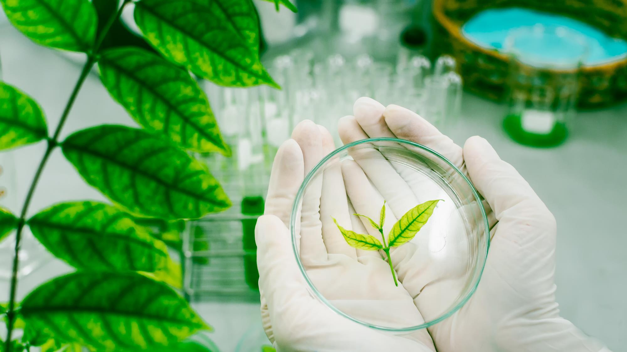 BioAcetate S70: Pioneering sustainable advancements in the eyewear ...